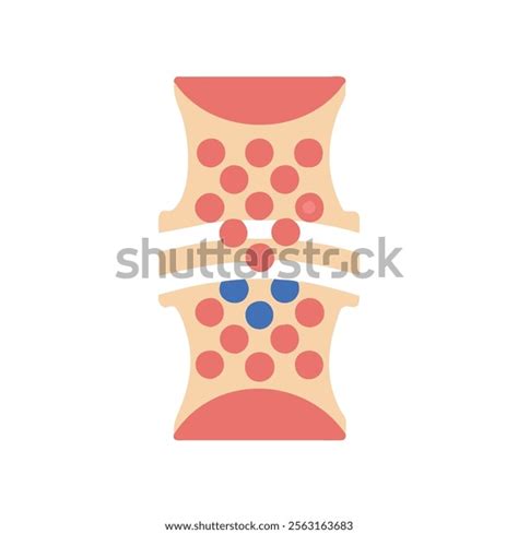 Cartilage Tissue Anatomy Scientific Understanding Stock Vector Royalty Free 2563163683
