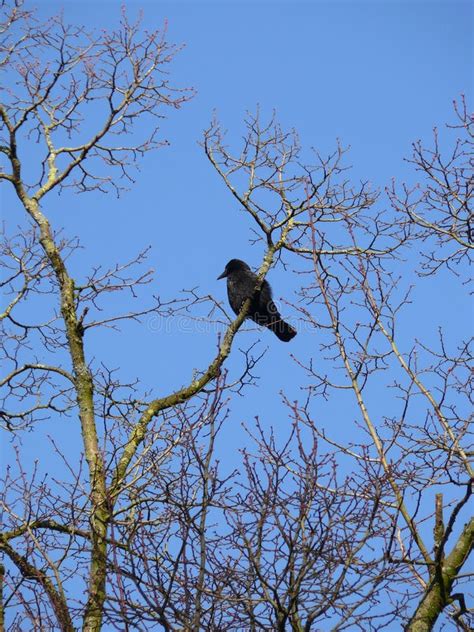 Crow In A Tree Stock Photo Image Of Leaveless Black