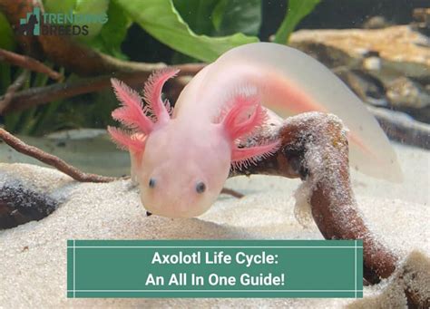 Axolotl Life Cycle An All In One Guide 2024