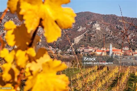 오스트리아 유네스코의 와차우 계곡에 있는 가을 포도밭에 교회와 성이 있는 두엔슈타인 마을 Unesco 조직된 단체에 대한 스톡 사진 및 기타 이미지 Unesco 조직된