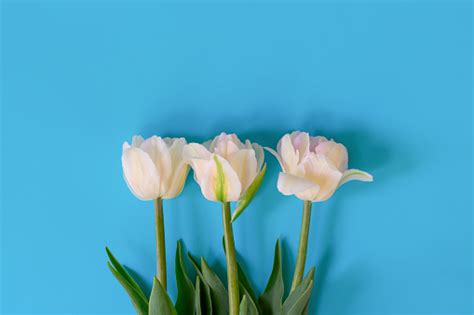 세 개의 피는 하얀 튤립 꽃과 밝은 파란색 배경 중간에 복사 공간이 있는 녹색 잎이 있습니다 꽃 배경 3가지 개체에 대한 스톡 사진 및 기타 이미지 Istock