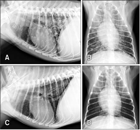 Thoracic Radiograph Shows Metastatic Nodules At 30 Days After Surgery Download Scientific
