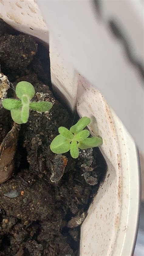 Weird Genetic Abnormality Rbotany