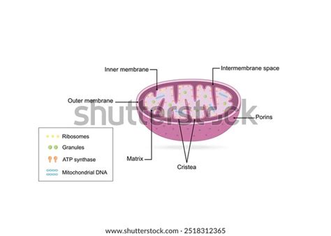 Mitochondria Structure Anatomy Mitochondrion Atp Synthase Stock Vector Royalty Free 2518312365