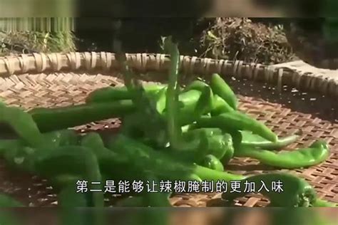 腌辣椒时外婆说不加一滴水只需加点它能吃三大碗饭