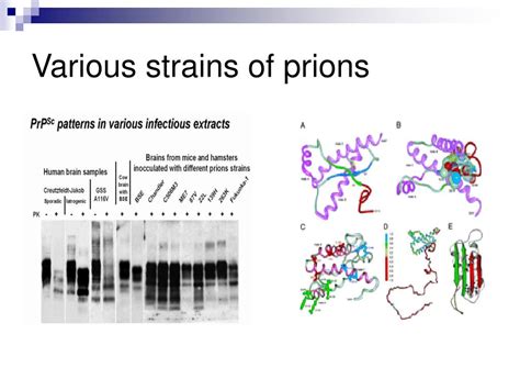 Ppt Prions Powerpoint Presentation Free Download Id2750975