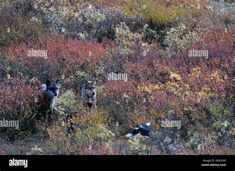 Gray Wolves Canis Lupus Feeding At The Kill Of A Dall Sheep Ovis