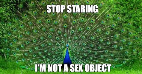 Rajasthan Judges Peacock Tears Remarks The Birds Feathers Flummoxed Charles Darwin Too