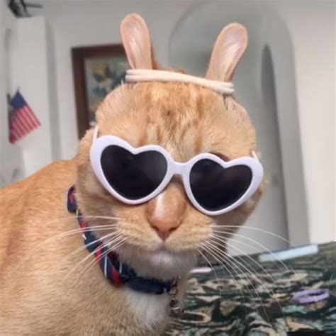 Pin On Cat Funny Cat Faces Cat Memes Cute Animals