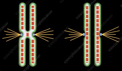 Chromosomes During Mitosis Illustration Stock Image C0558330