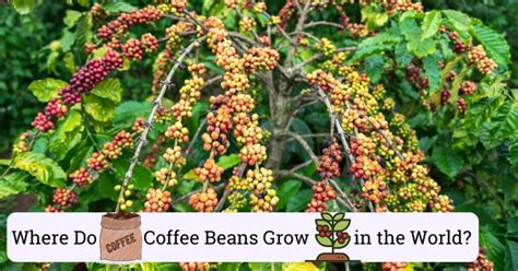 Coffee Beans Grow Where At Cristina Lee Blog