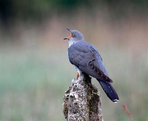 Premium Photo Male Cuckoo At A Breeding Site In Yorkshire