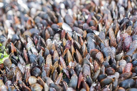 Dense Bivalve Population Stock Image Colourbox