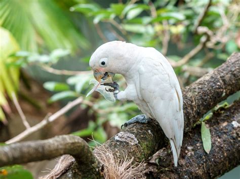 Problem Solving Abilities In Birds A Glimpse Into Avian Birdfact