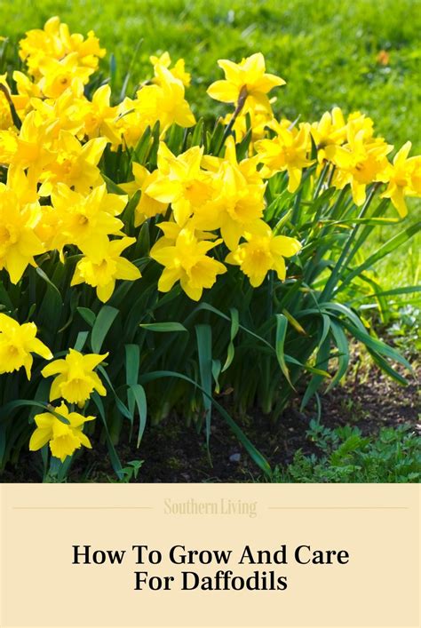 How To Grow And Care For Daffodils Growing Bulbs Daffodils