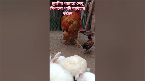 মুরগি সুস্থ থাকবে সারা বছর ঔষধ ছাড়া Birds Instagram Youtube Facts Shorts Chicken