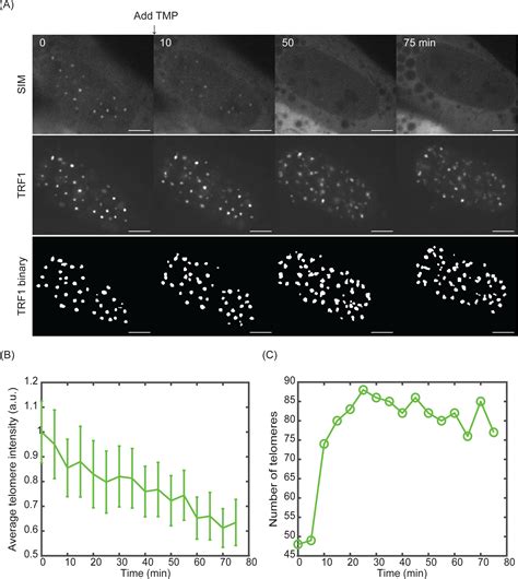 Chemical Dimerization Induced Protein Condensates On Telomeres Pmc