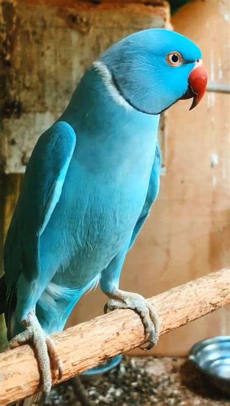 Blue Parrot Colorful Birds And Wildlife