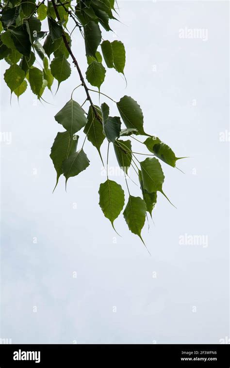 Man Cutting Tree Hi Res Stock Photography And Images Alamy