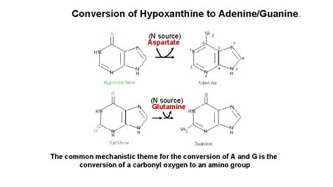 Purine Synthesis Synthesis Of Purine Nucleotides Amp Gmp