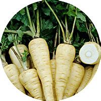 Parsnip Seeds