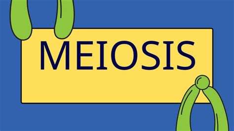 Meiosis Gamete Sex Cell Cell Divisionpptx