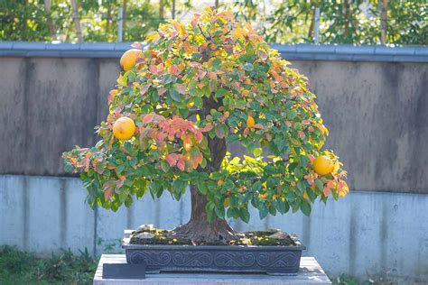 Bonsai Apple Trees A Guide To Compact Fruit Tree Care
