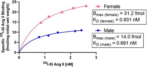 ¹²⁵i‐si Ang Ii Saturation Binding Assay For Female And Male Rat Liver Download Scientific
