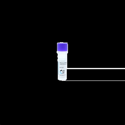 Rnase Inhibitor Enzyme 40u µl Dxbidt Enzymes