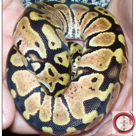 Ball Python Eggs From A 15 Year Young Female Ball Pythons Morphmarket Reptile Community