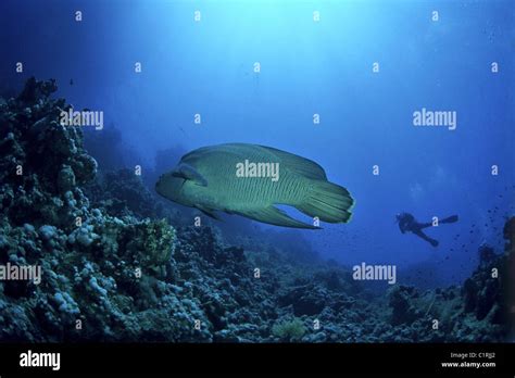 Napoleonfish Double Headed Parrot Fish Giant Maori Wrasse Humphead