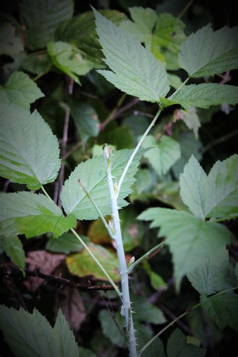 Black Raspberry Rubus Occidentalis Bushes Have Thorns And Bluish White Stems Which Are Red If