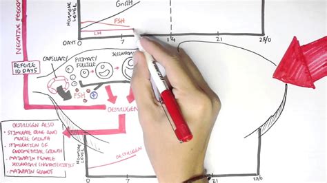 Female Reproductive System Menstrual Cycle Hormones And Regulation YouTube