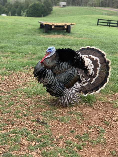 Farm Photos — Happy Cock Farm
