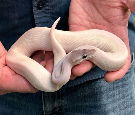 Stunning Male Blue Eyed Lucy Ball Python