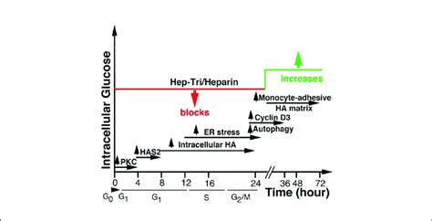 Proposed Timeline Events Regulated By Heparinhep Tri In Hyperglycemic Download Scientific