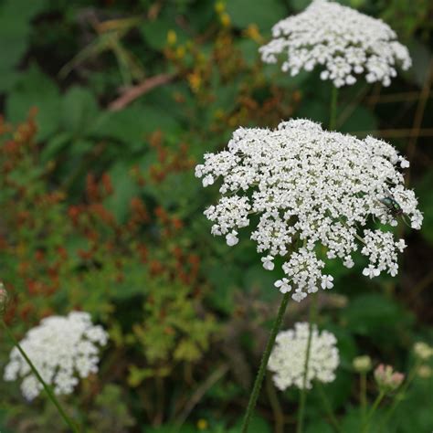 Daucus Carota