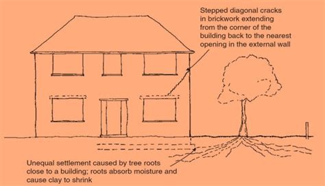 Effect Of Tree Roots On Building Civilblogorg