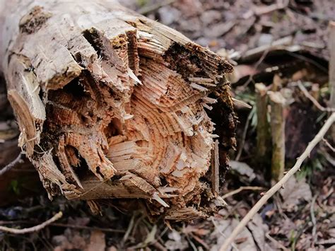 Eight Ways To Tell Your Tree Is Sick And What To Do About It Heritage Tree Care