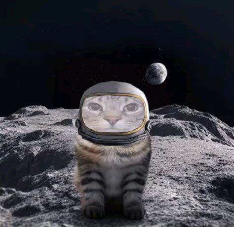 Zazu Cat
