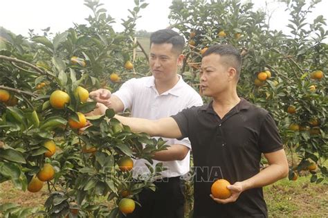 Cam Vinh Từ đặc Sản Tươi đến Công Nghệ Chế Biến Sâu Baotintucvn