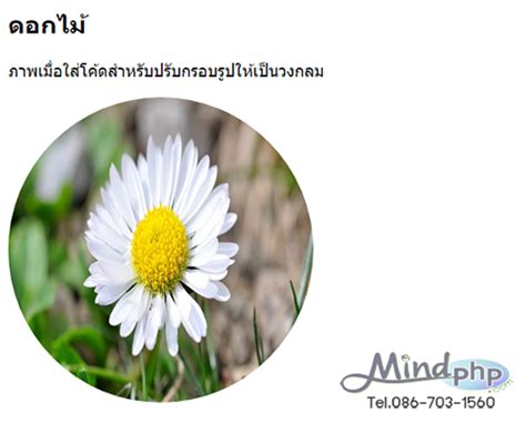 เทคนิคการเปลี่ยนกรอบรูปจากสี่เหลี่ยมให้กลายเป็นวงกลมใน css