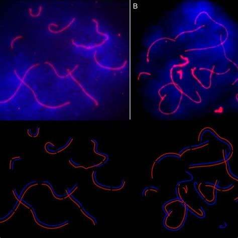 Fluorescent Micrographs And Interpretative Diagrams Of Pachytene Download Scientific Diagram