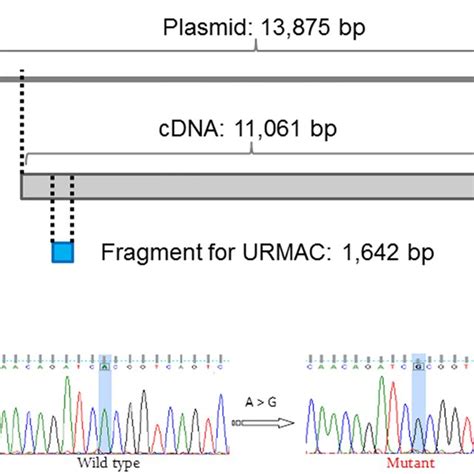 Single Base Pair Substitution In Dystrophin Using Urmac A Schematic Download Scientific