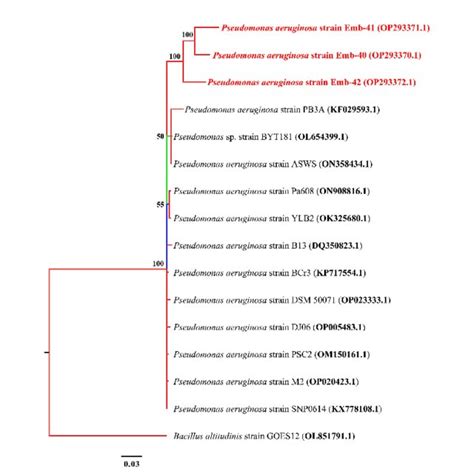 Phylogenetic Tree Built By Mrbayes V327 Using 14 16s Rrna Sequences