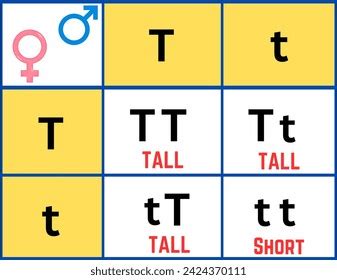 Monohybrid Cross Over Royalty Free Licensable Stock Illustrations Drawings Shutterstock