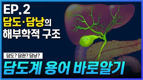 【a2】 담도계의 해부학적 구조 담도 담관 담낭 등 용어 총정리 췌장암 담도암 담낭암 Youtube