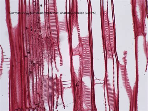 Cupac Anatomy Slide Images