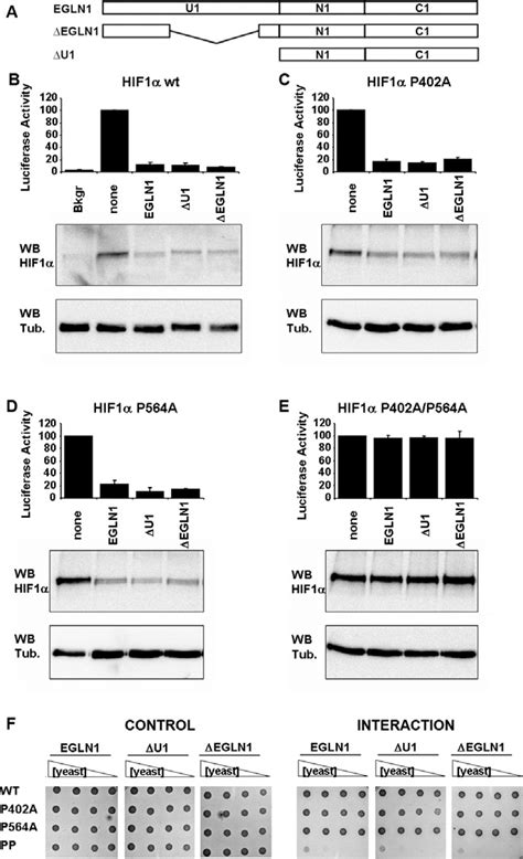Effect Of Different N Terminal Deletions On Egln1 Activity A