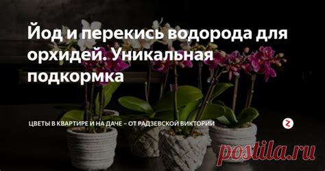 Йод и перекись водорода для орхидей Уникальная подкормка Орхидеи оче Идеи для дома Постила